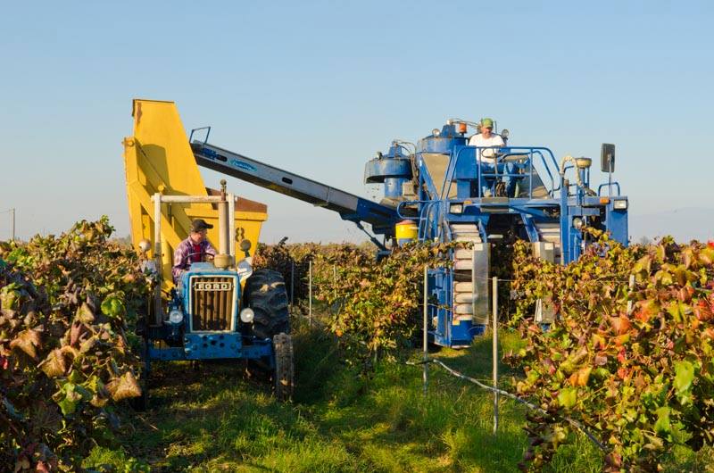 Weekly Crop Check-In