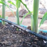 Soil Sampling Changing with Drip Irrigation
