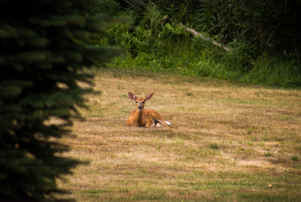 Backyard Wildlife Haven