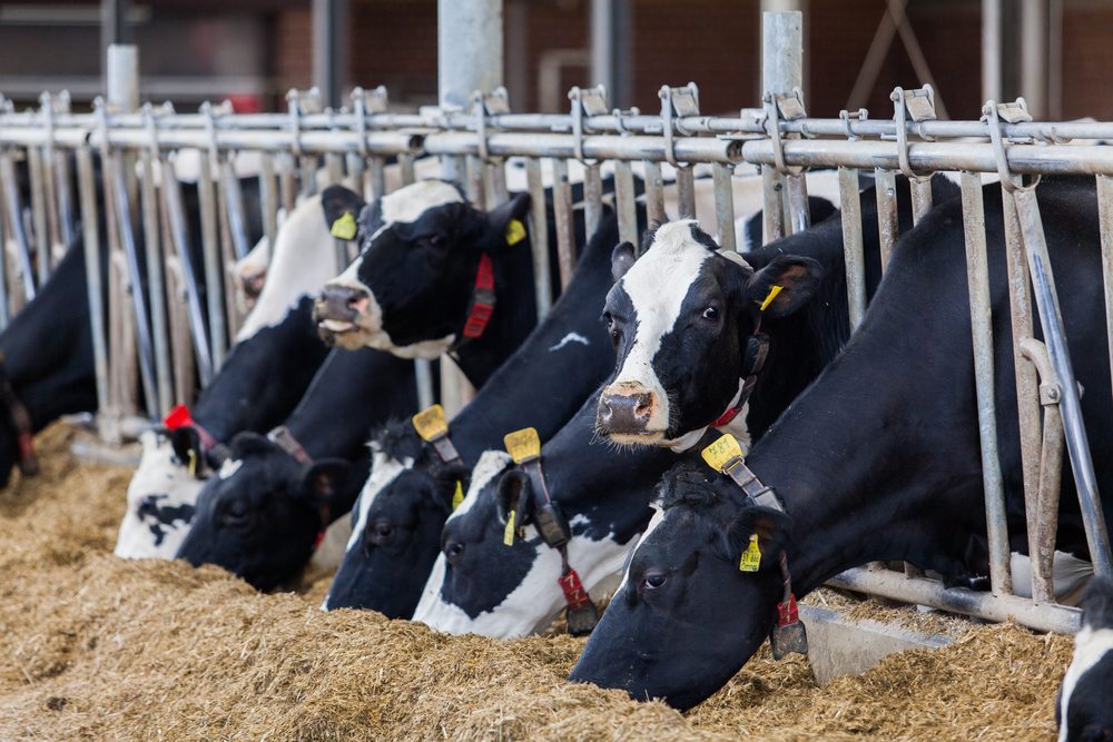 USDA Confirms Cow-to-Cow Transmission of HPAI in Dairy Outbreak