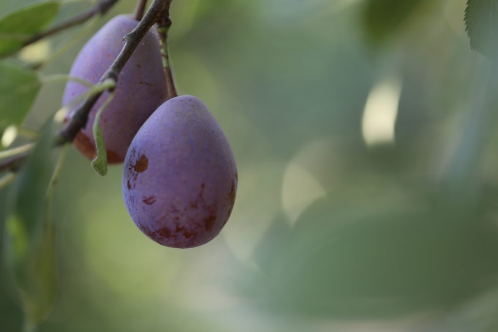 2017 California Prune Harvest Returns to Typical Levels