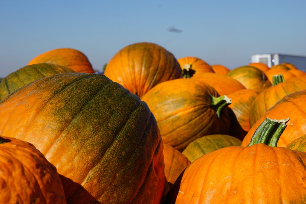 Unique Pumpkin Varieties Mark the Beginning of the Fall Season
