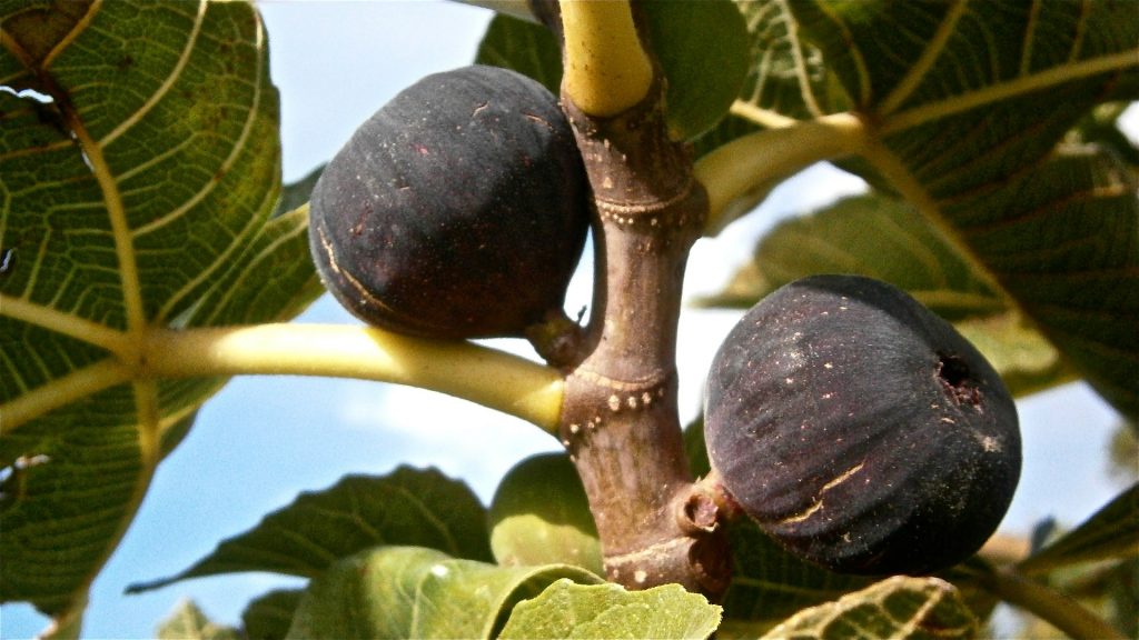 Optimism for Managing Black Fig Fly in California