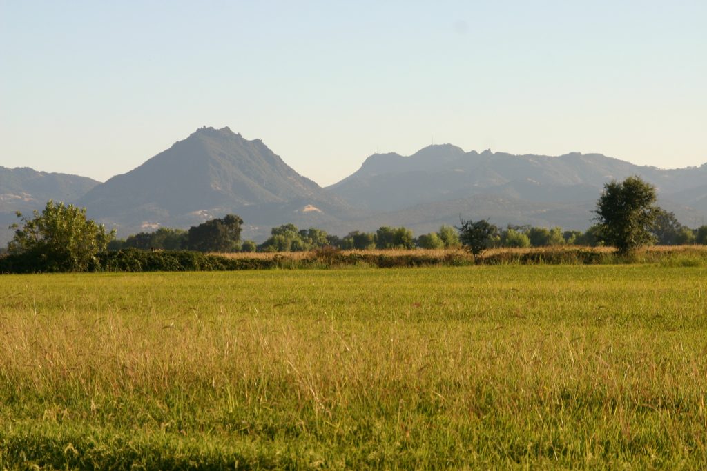 Research Efforts to Provide Better Picture of Watergrass Issues in Rice