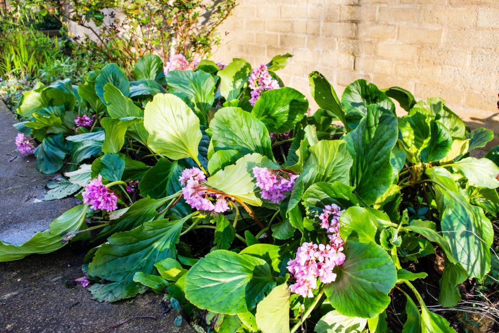 Adding Under-Used Perennials to Your Garden