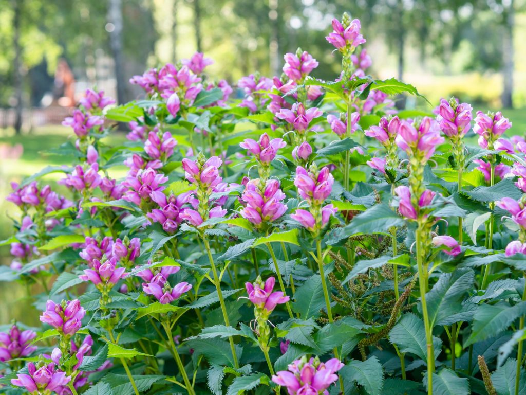 Adding Under-Used Perennials to Your Garden
