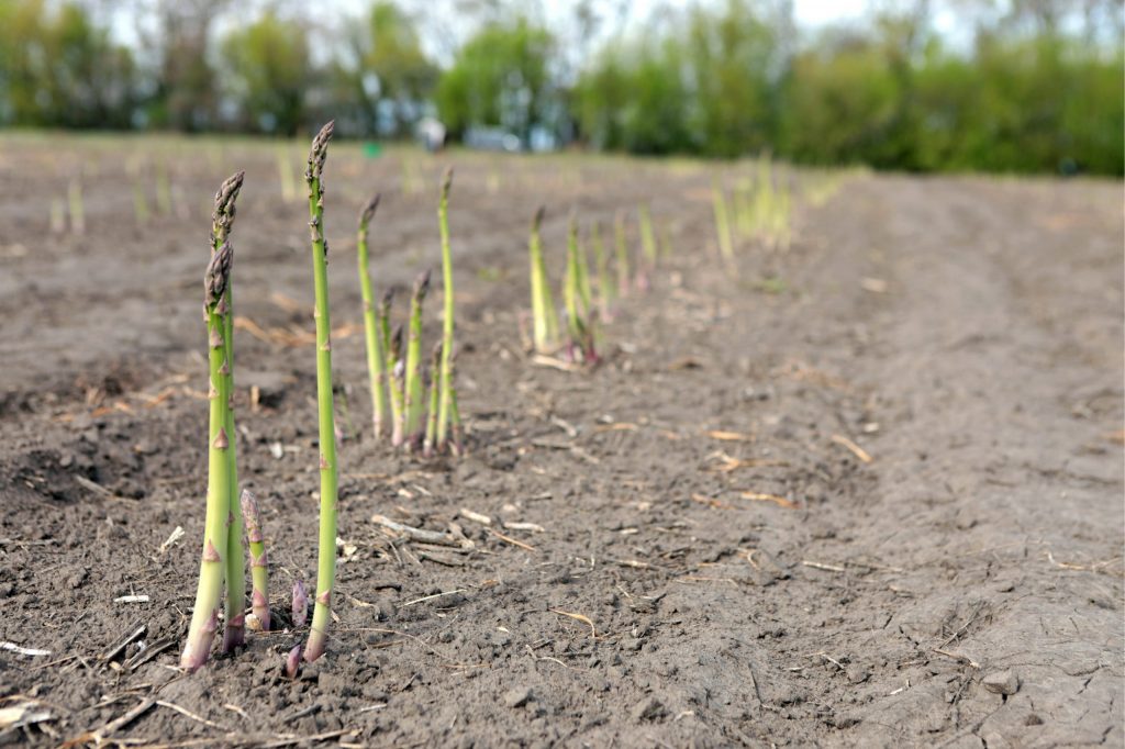 Benefits of Dividing Plants in Your Garden