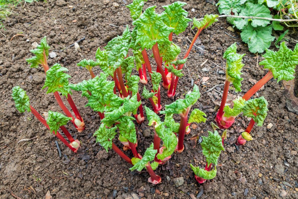 Benefits of Dividing Plants in Your Garden