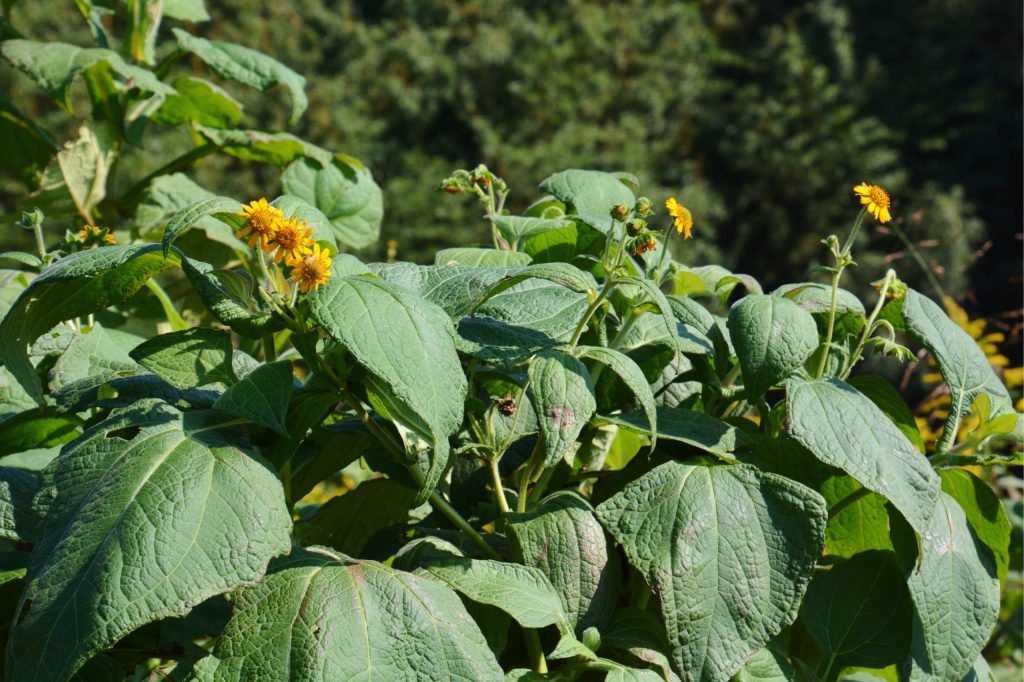 Growing a Unique Tuber that Looks Like a Potato, Tastes Like a Fruit