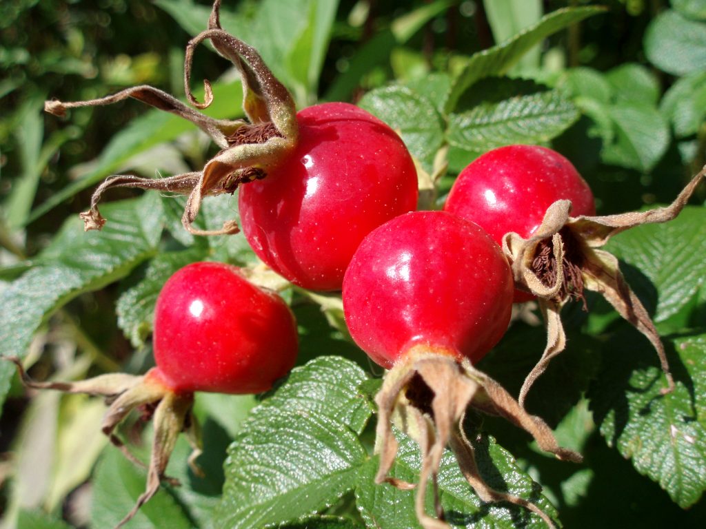 Growing Rosehips for Food and Other Many Benefits