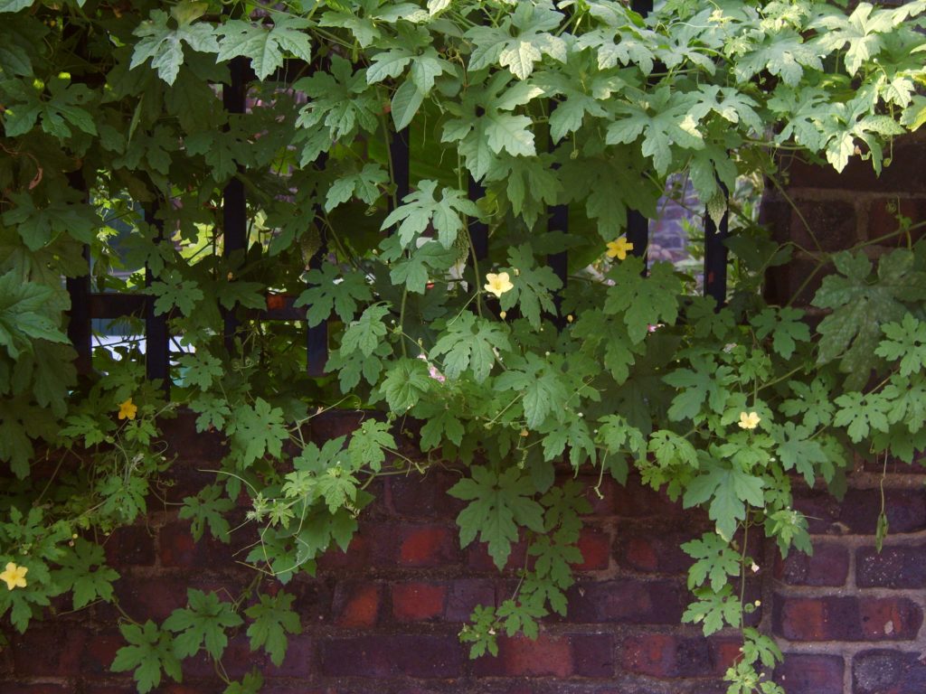 Bitter Melon is a Prolific Vining Plant in Many Varieties - AgNet West