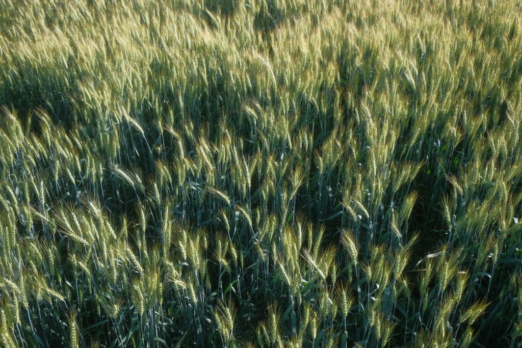 Wheatgrass, the Nutritional Powerhouse that is Easy to Grow - AgNet West