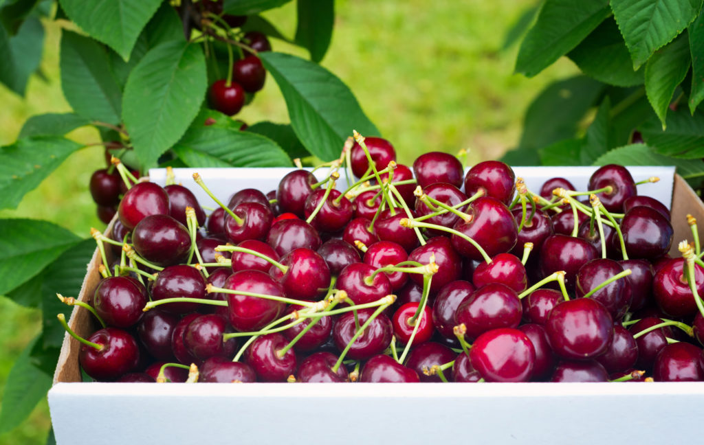 Northwest Cherry Season Begins with Strong 2025 Crop Forecast - AgNet West