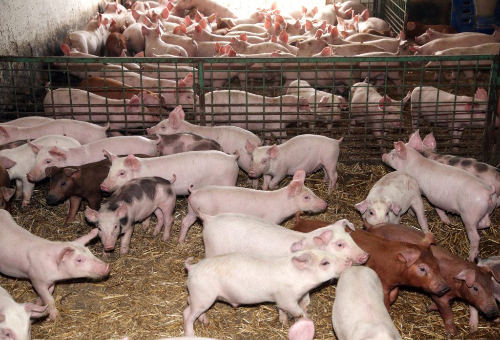 Pork Industry Impact on U.S. Economy - Hogs & Pork - AgNet West
