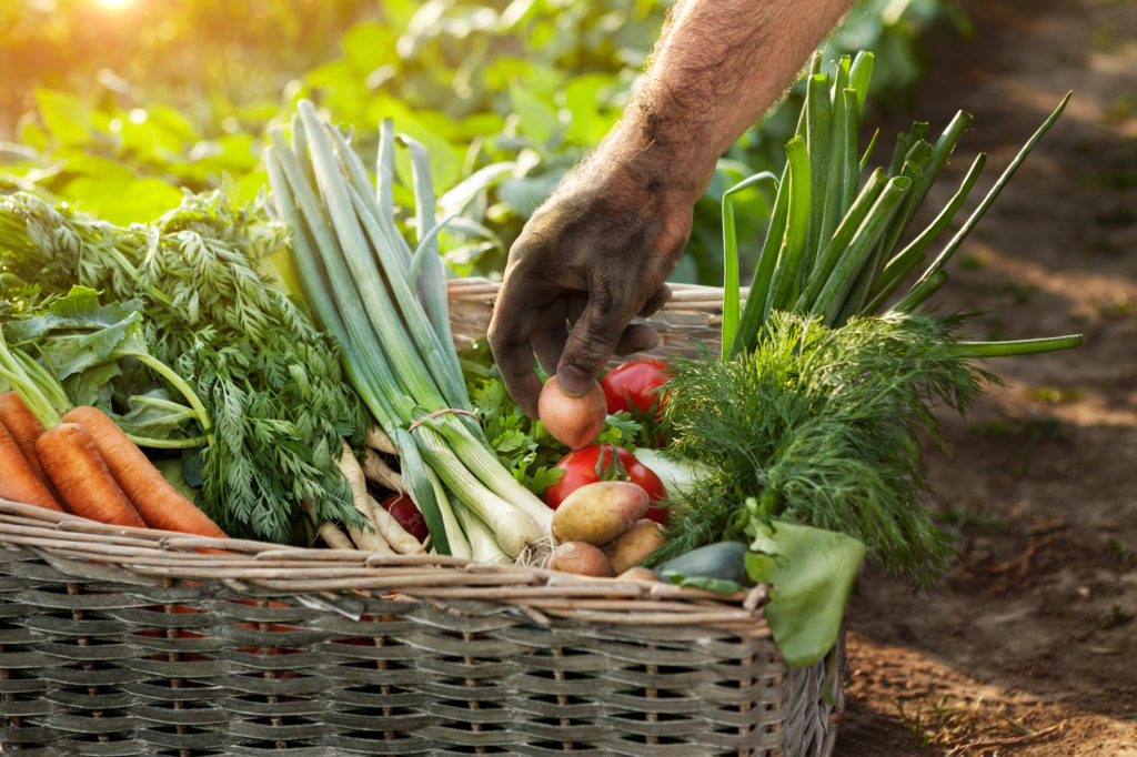 New Ag Literacy Resource Highlights U.S. Food and Farm Facts