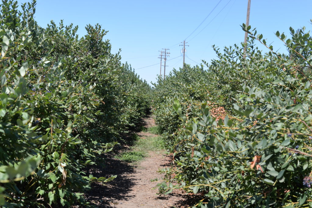 Blueberry Supply and Demand Fluctuations - Specialty Crops AgNet West