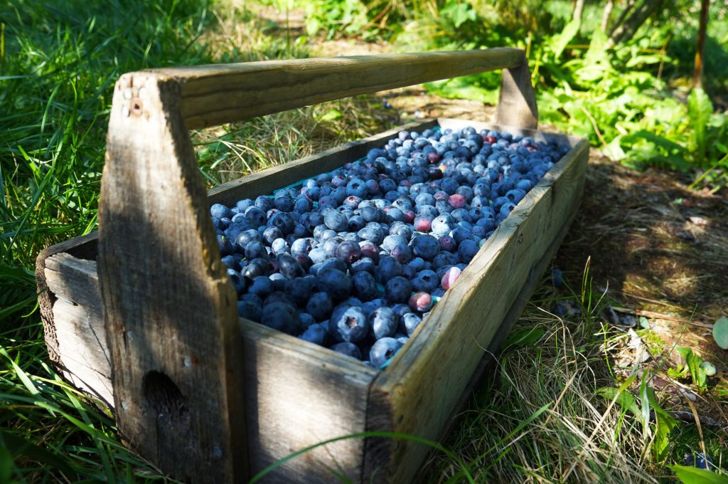 Colombian Blueberry Industry Experiencing Rapid Expansion - AgNet West