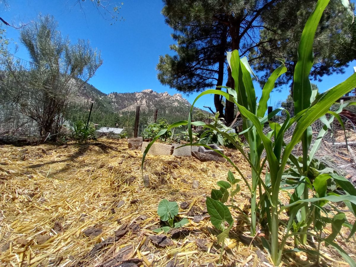Native American Agriculture: Roots of U.S. Farming - AgNet West
