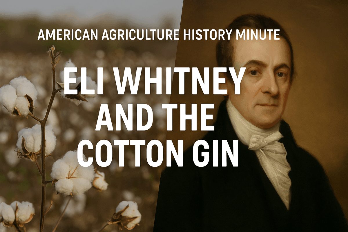 Eli Whitney’s Cotton Gin Revolutionized American Agriculture - AgNet West
