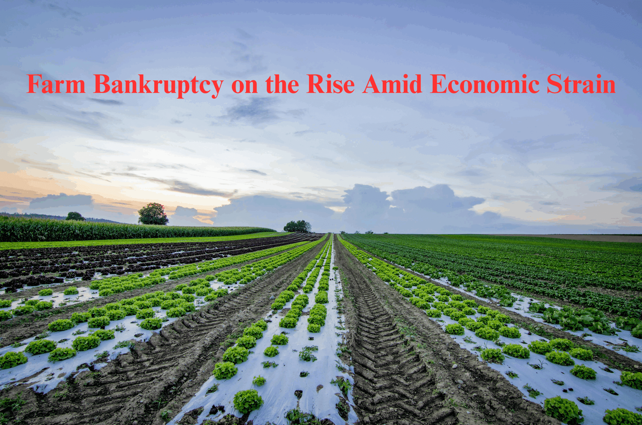 Farm Bankruptcy on the Rise Amid Economic Strain - Economy AgNet West